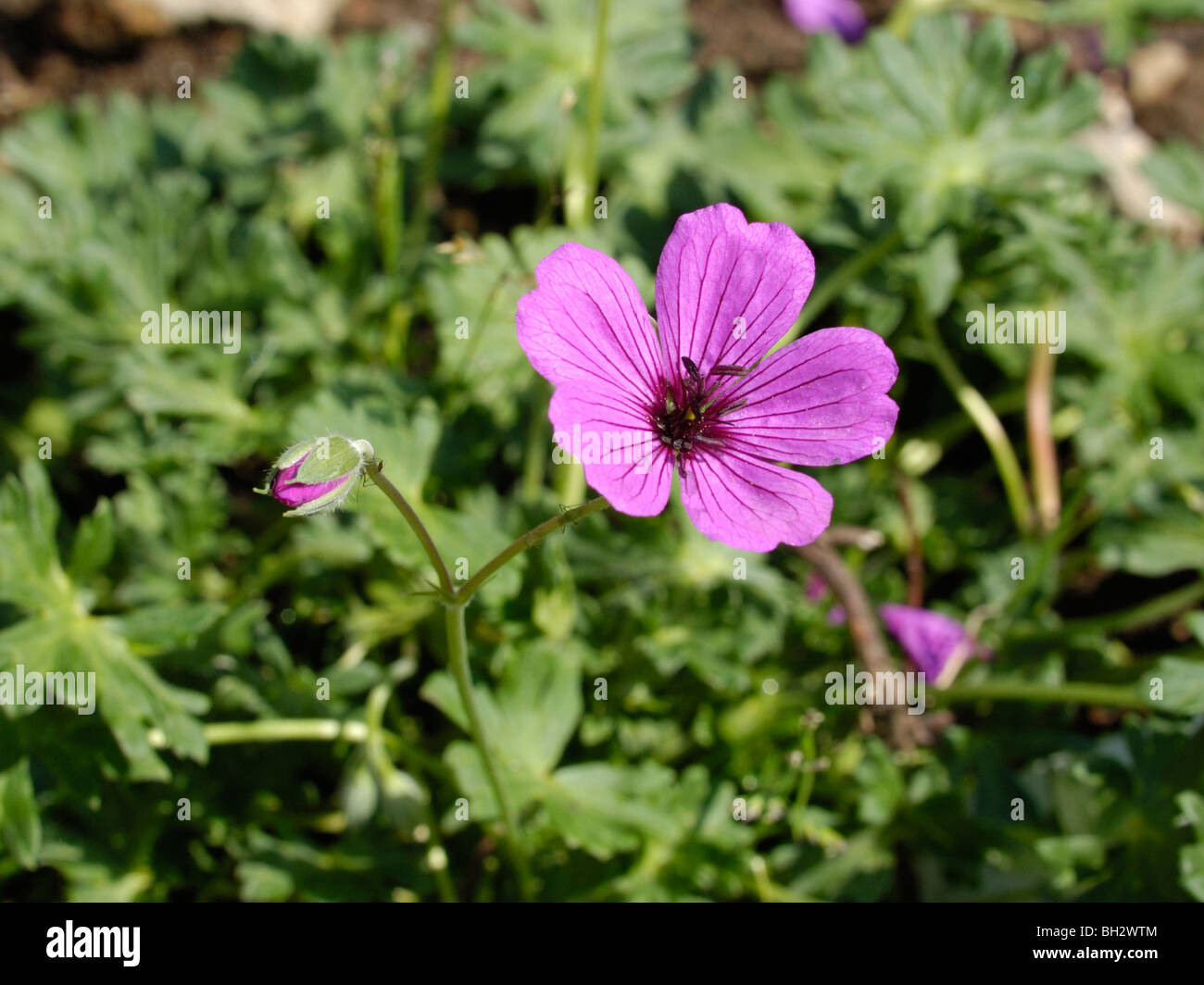 Geranium subcaulescens hi-res stock photography and images - Alamy