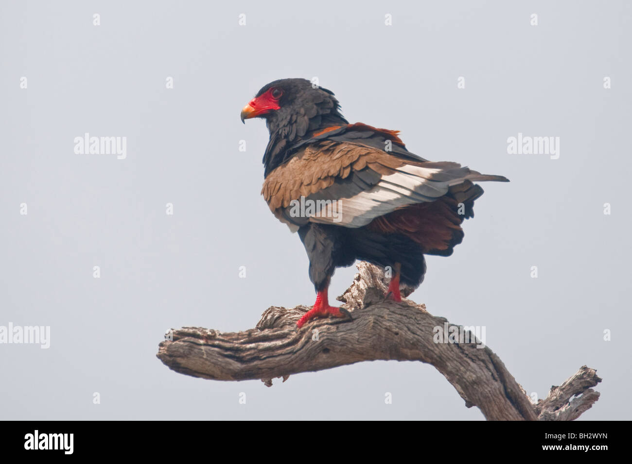 Portrait of a bateleur eagle in southern Africa. The photo was taken in ...
