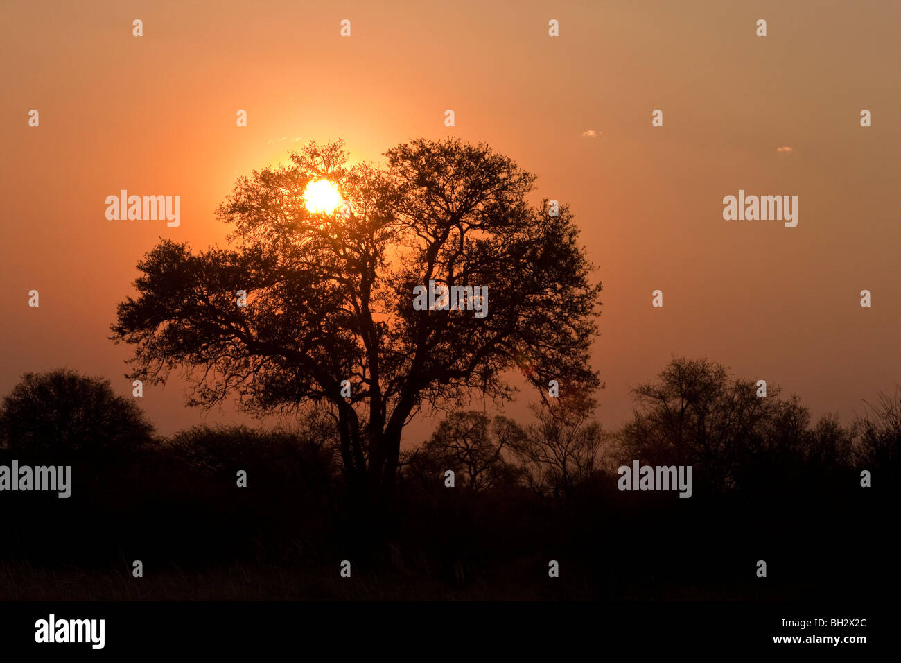 Zimbabwe safari hi-res stock photography and images - Alamy