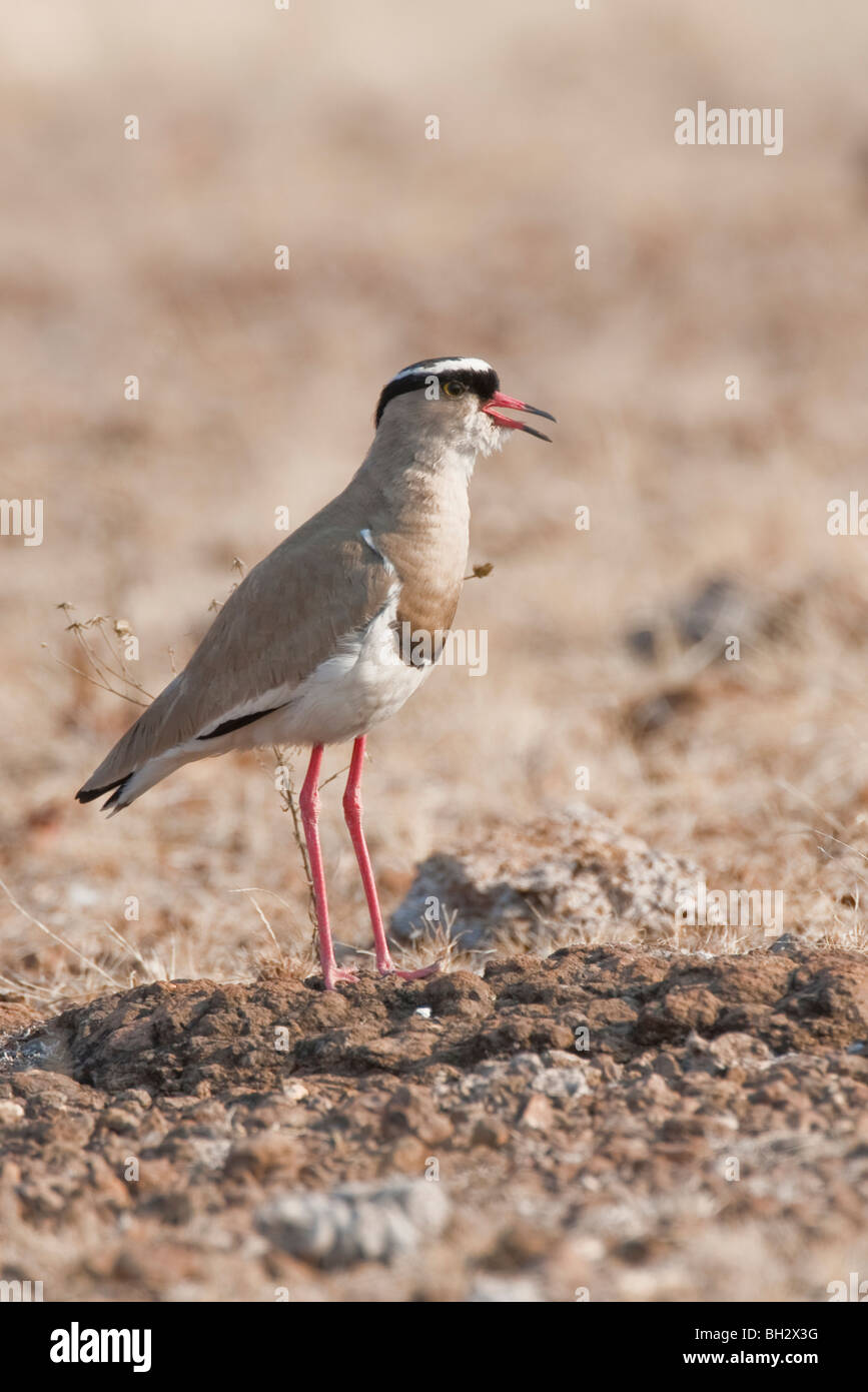Portrait of a crowned plover in southern Africa. The photo was taken in ...