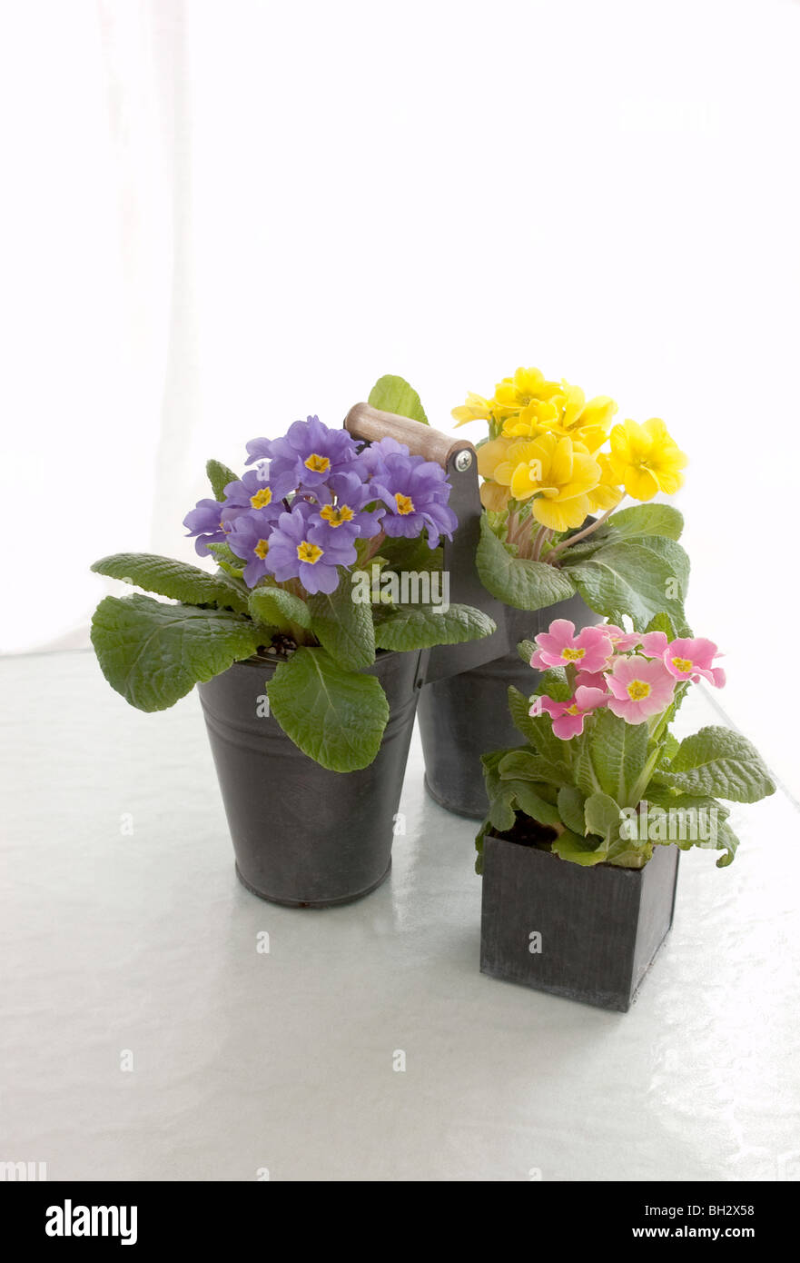 Three Primrose in zinc containers Stock Photo - Alamy