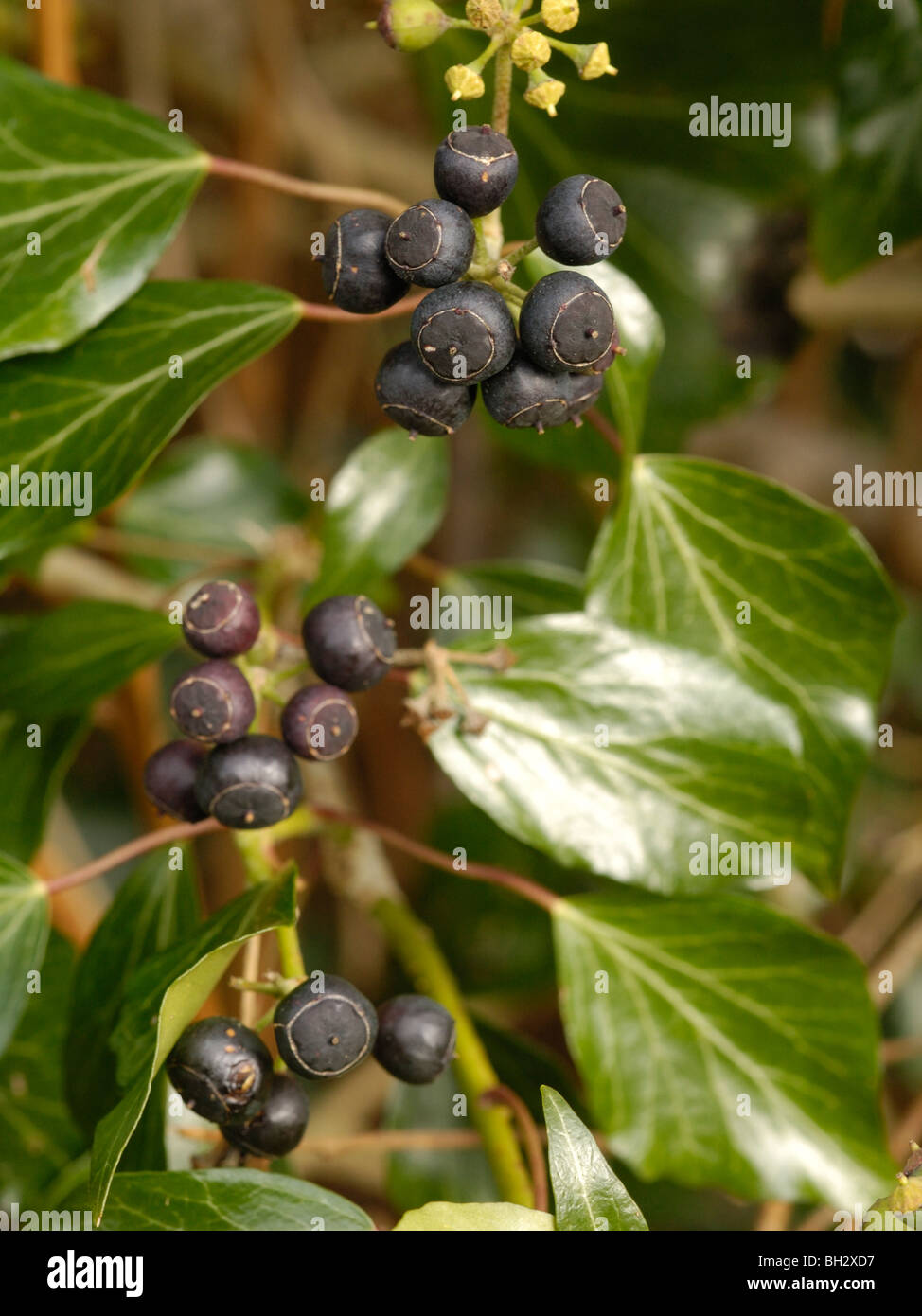 Atlantic Ivy, hedera hibernica Stock Photo - Alamy