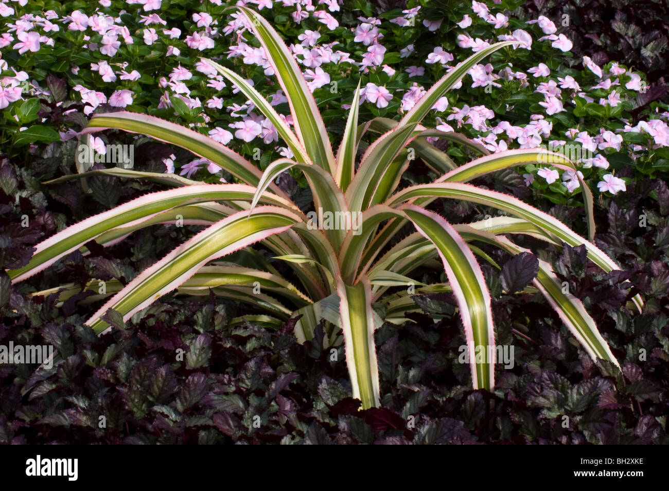 VAriegated Pineapple, Ananas Stock Photo - Alamy