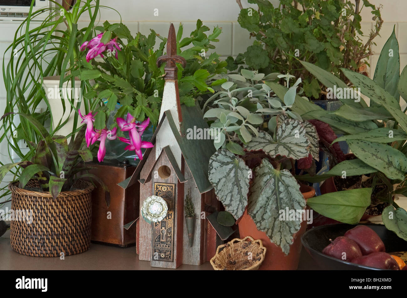 Collection of Houseplants with Rustic Birdhouse Stock Photo - Alamy