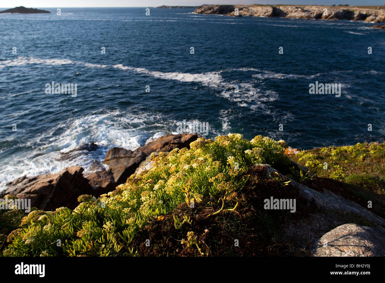 Cote Sauvage (Wild Coast), Quiberon, departament de Morbihan, Brittany ...
