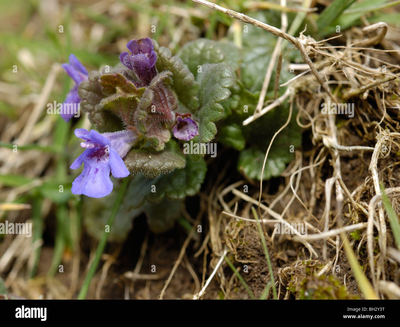 Ground-ivy, glechoma hederacea Stock Photo - Alamy