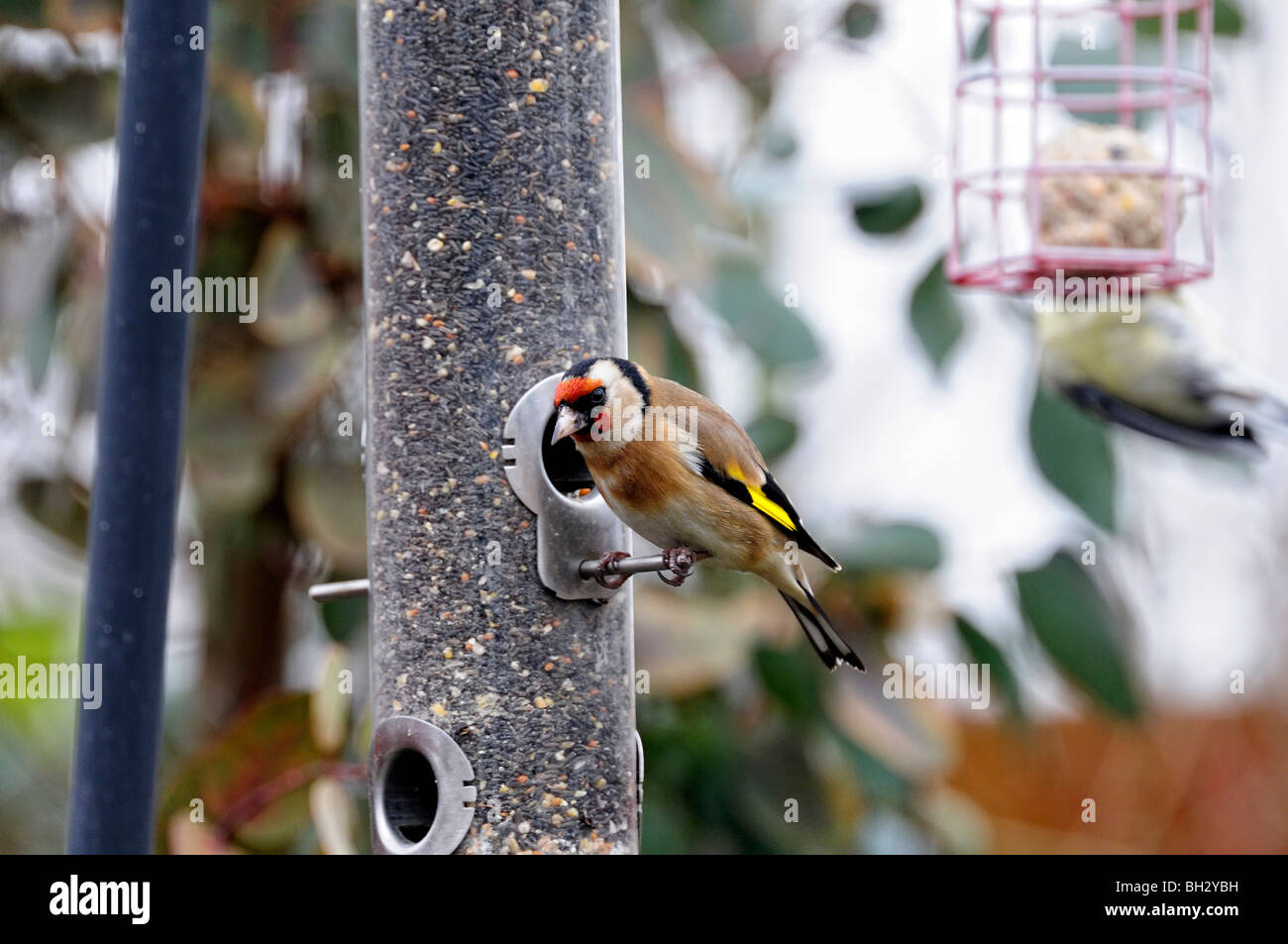 Goldfinch ( Carduelis carduelis ) A highly coloured finch with a bright ...