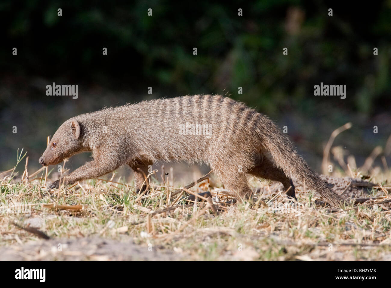 Portrait of a banded mongoose in southern Africa. The photo was taken ...
