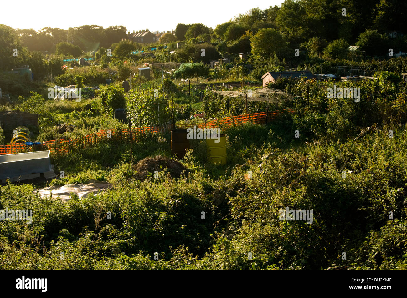 Allotment plots with wooden sheds and vegetables growing Stock Photo ...