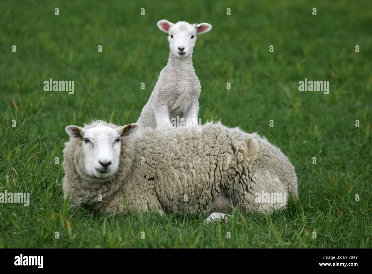 Lamb on its back hi-res stock photography and images - Alamy