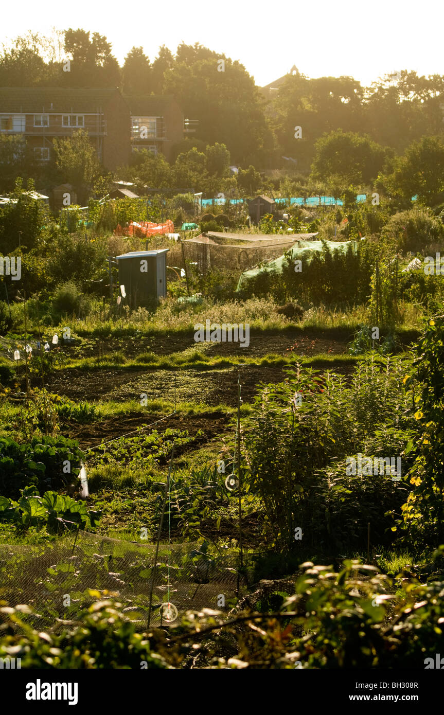 Allotment plots with wooden sheds and vegetables growing Stock Photo ...
