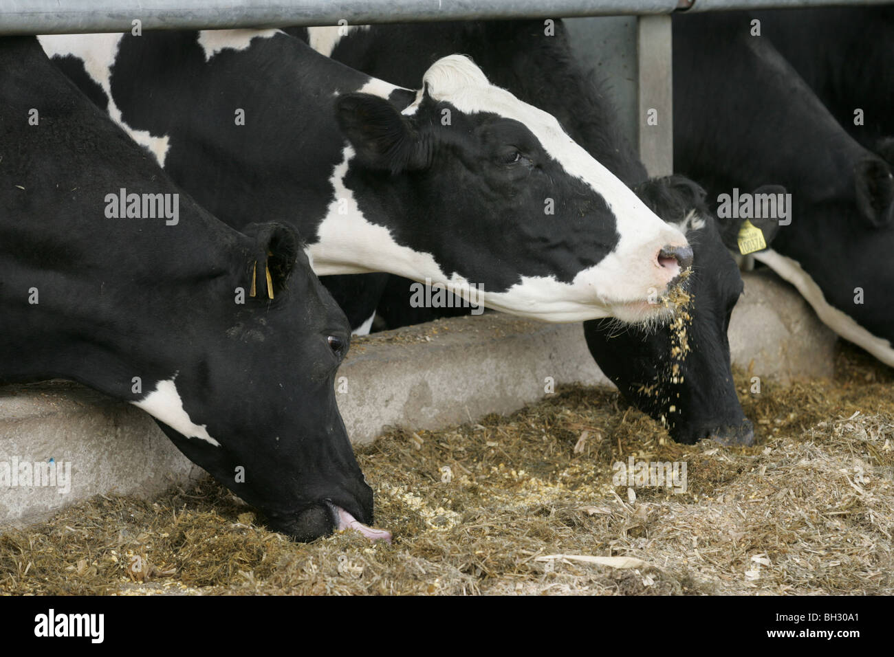 Dairy cows hi-res stock photography and images - Alamy