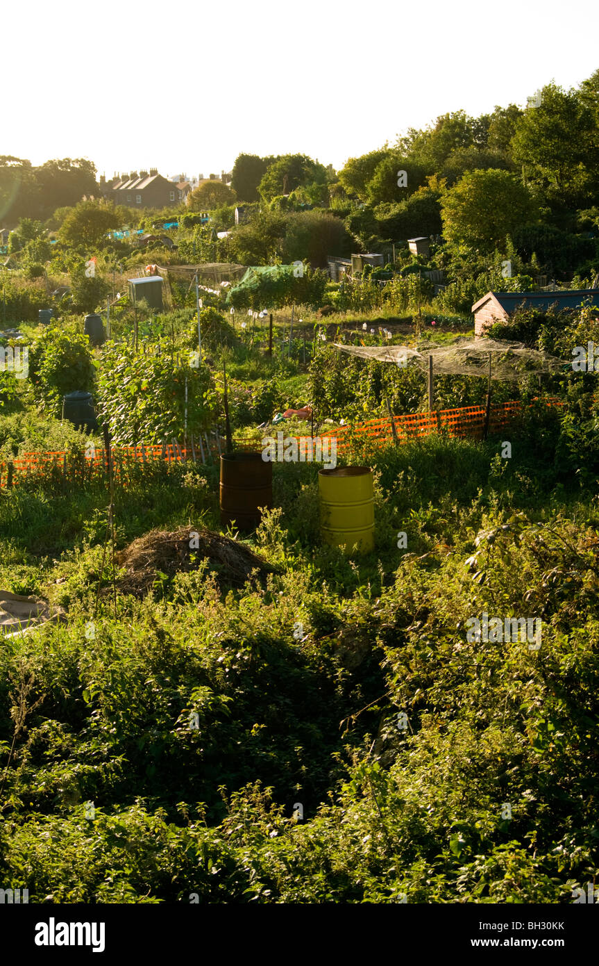 Allotment plots with wooden sheds and vegetables growing Stock Photo ...