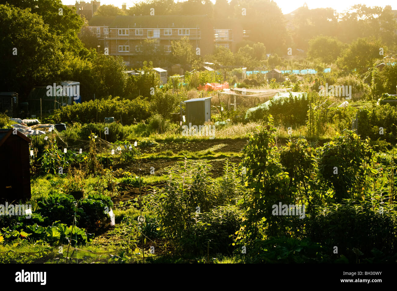 Allotment plots with wooden sheds and vegetables growing Stock Photo ...