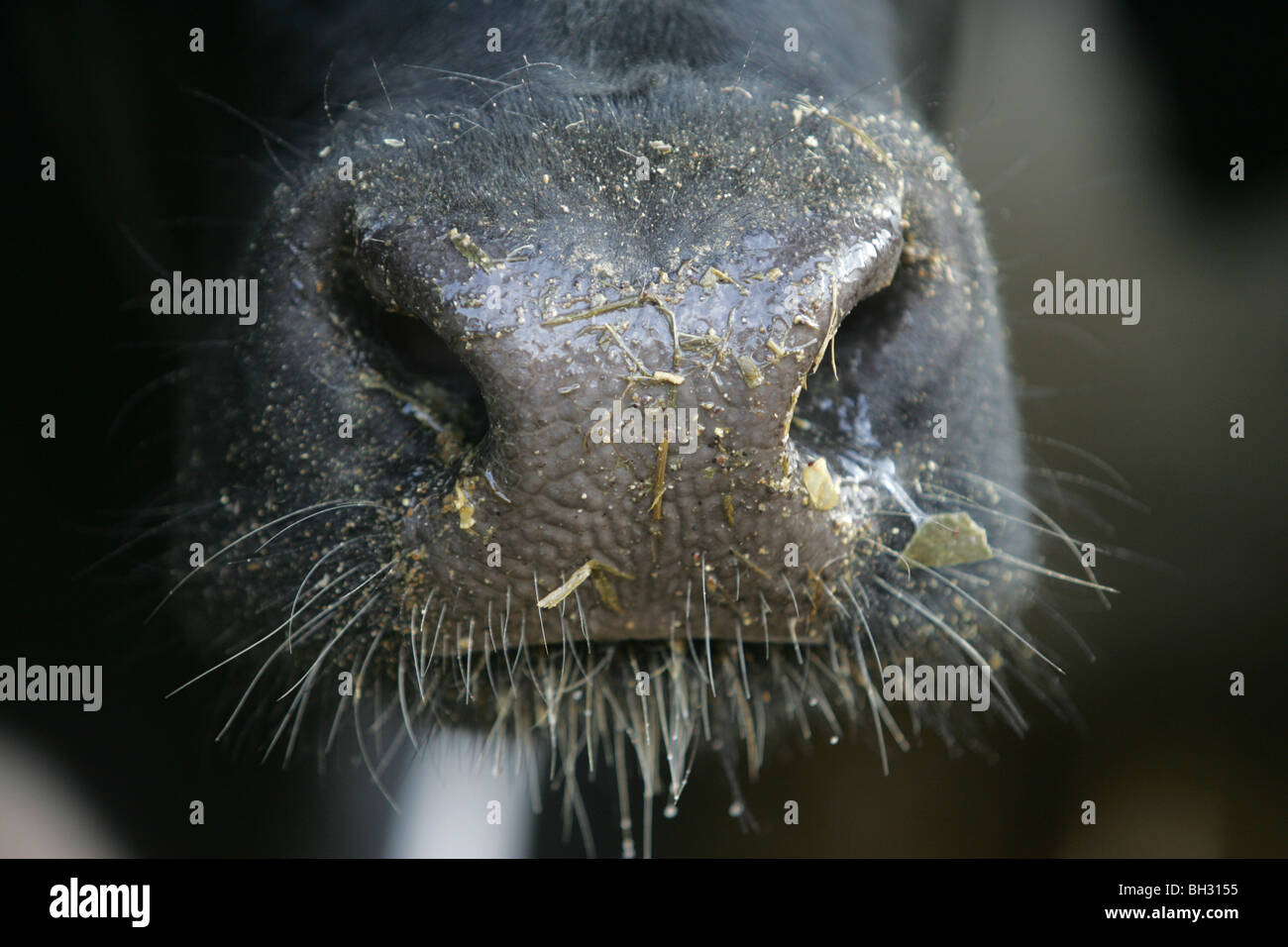 A Cows Nose Stock Photo - Alamy
