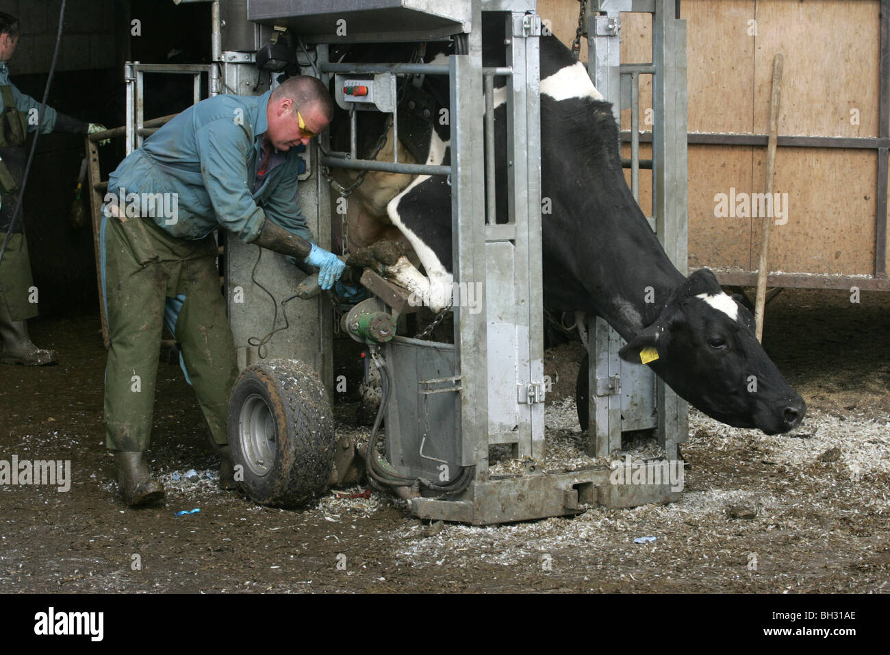 Cattle Foot Trimming Stock Photo - Alamy Cattle Foot Trimming Stock Photo - Alamy