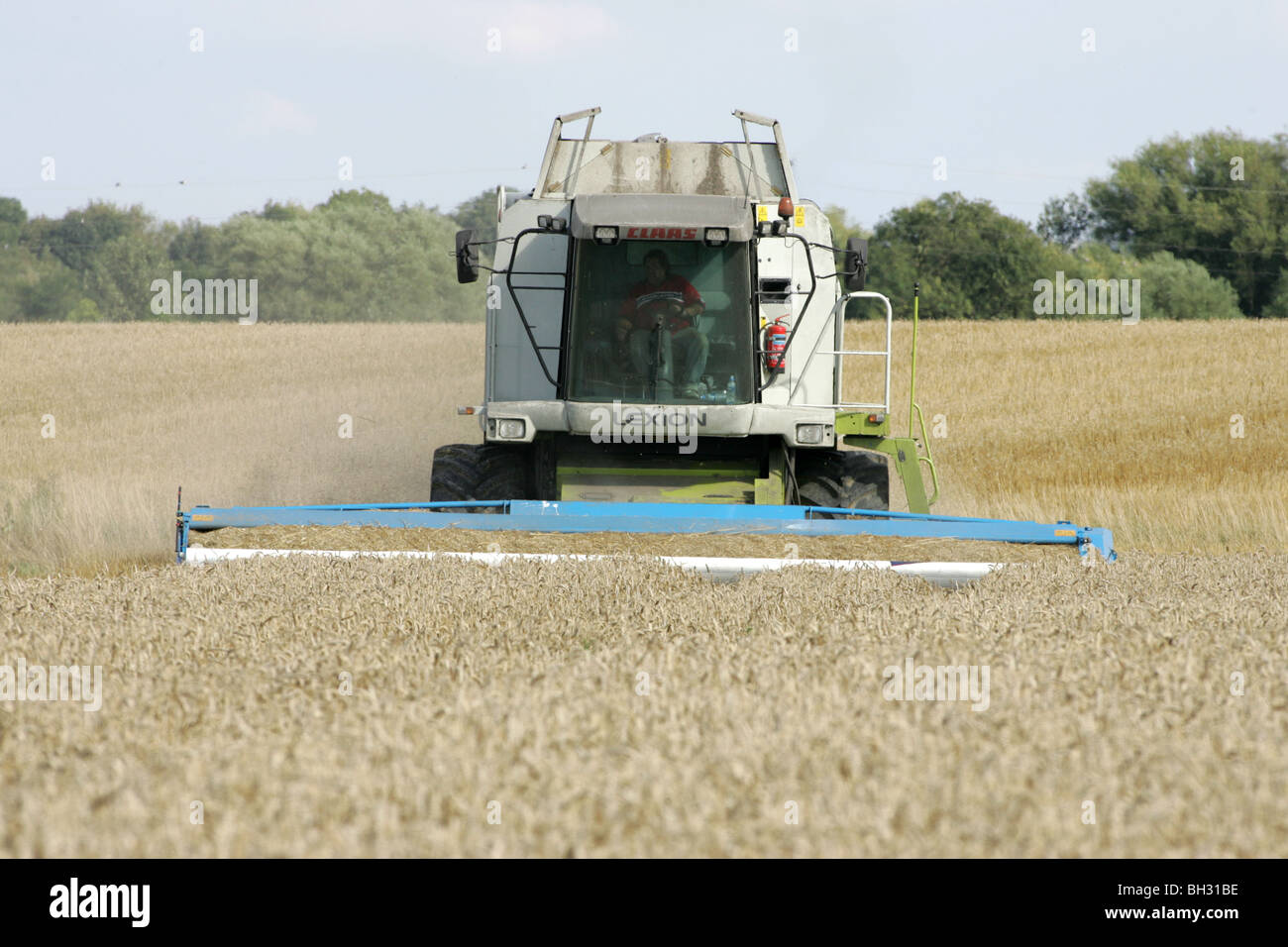 Claas combine harvester harvesting wheat with a stripper head Stock ...