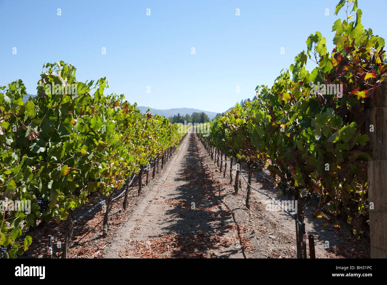 Nappa valley hi-res stock photography and images - Alamy