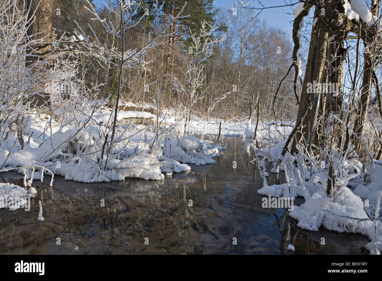 Winterly scene of springs in Kazu Valley protected area in Priekulu ...