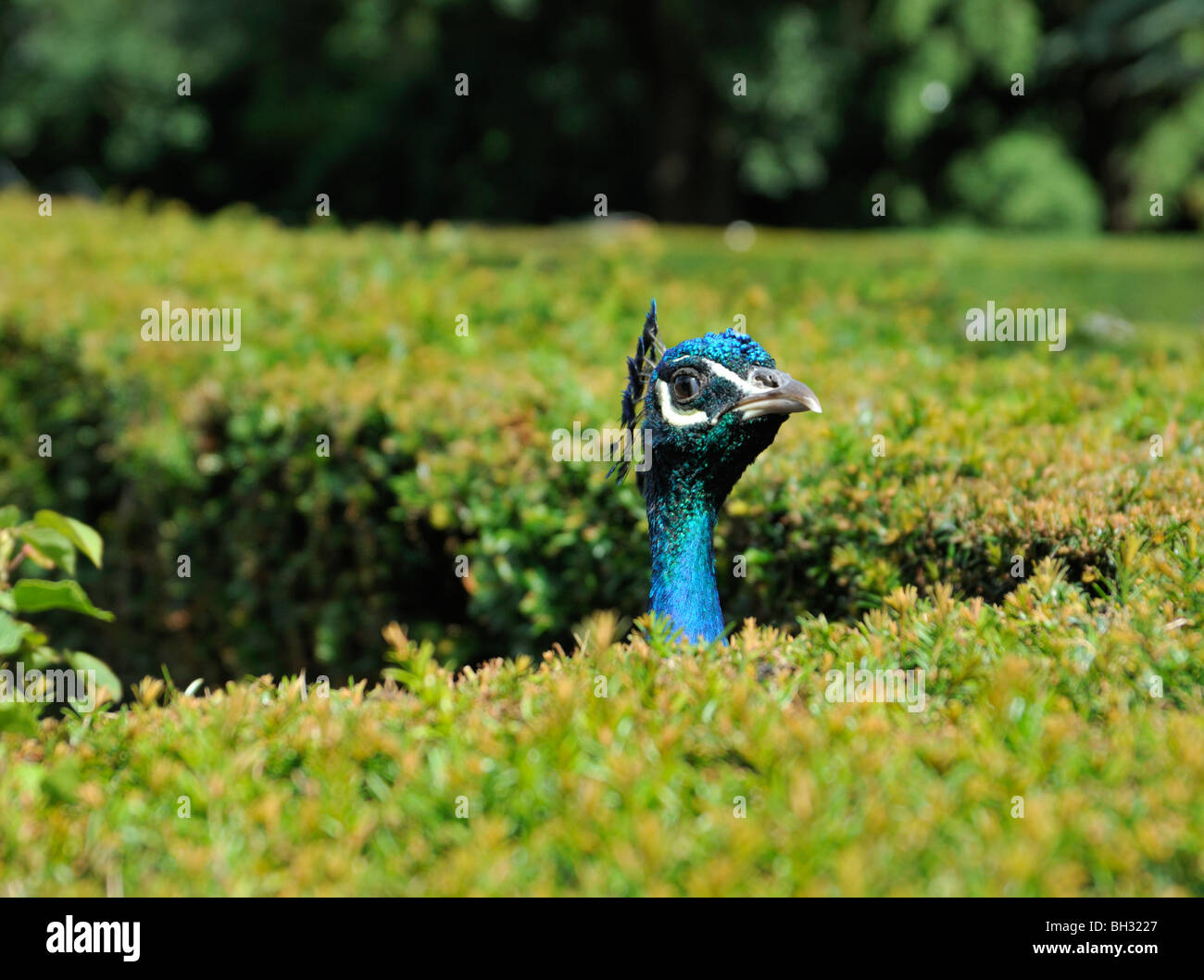 Peacocks head hi-res stock photography and images - Alamy