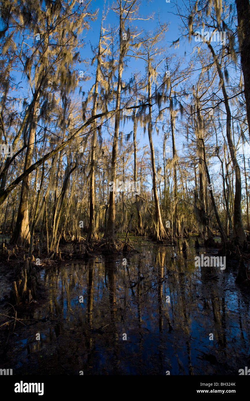 Mississippi delta swamp hi-res stock photography and images - Alamy