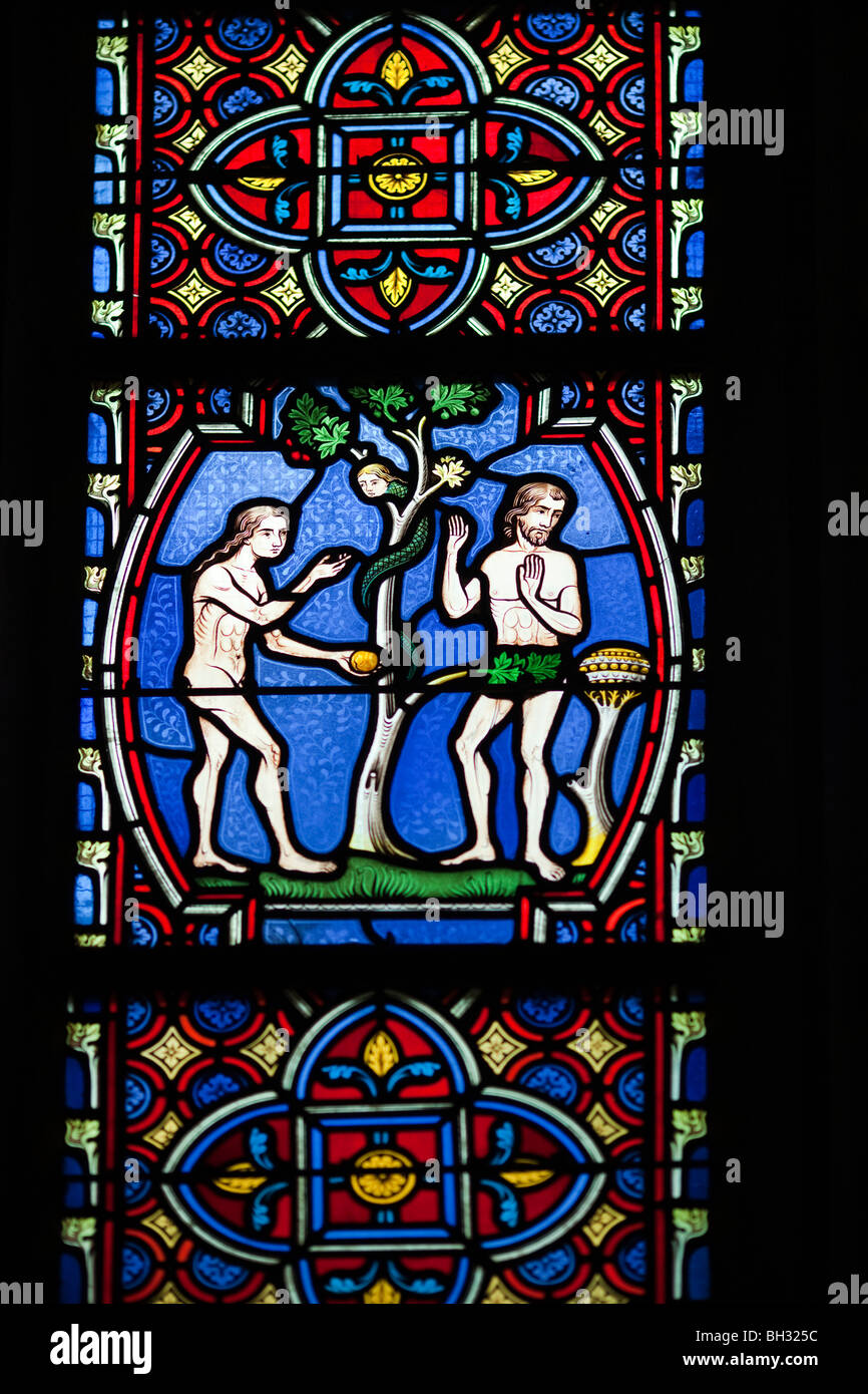 Adam and Eve eating the apple, stained glass window, Saint Pierre Cathedral, Vannes, France ...