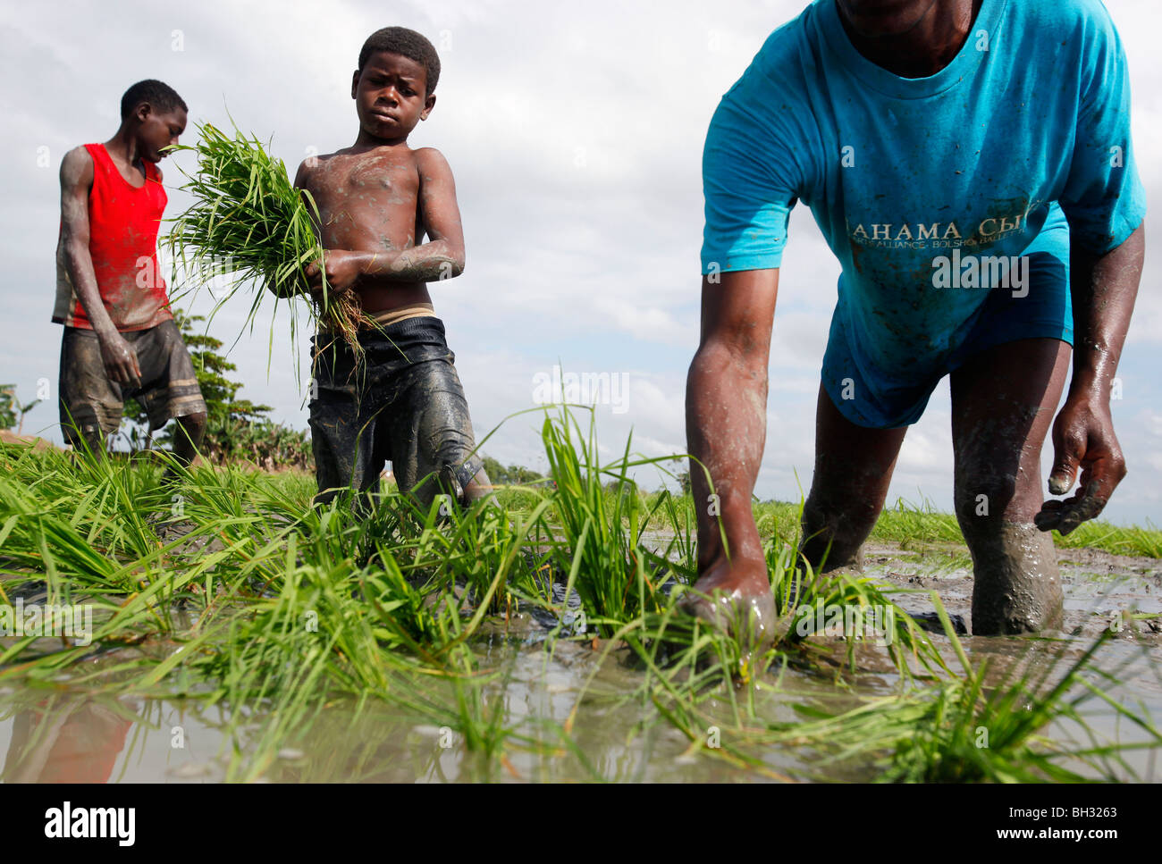 An immigrant Haitian father and his sons plant rice in a paddy ...