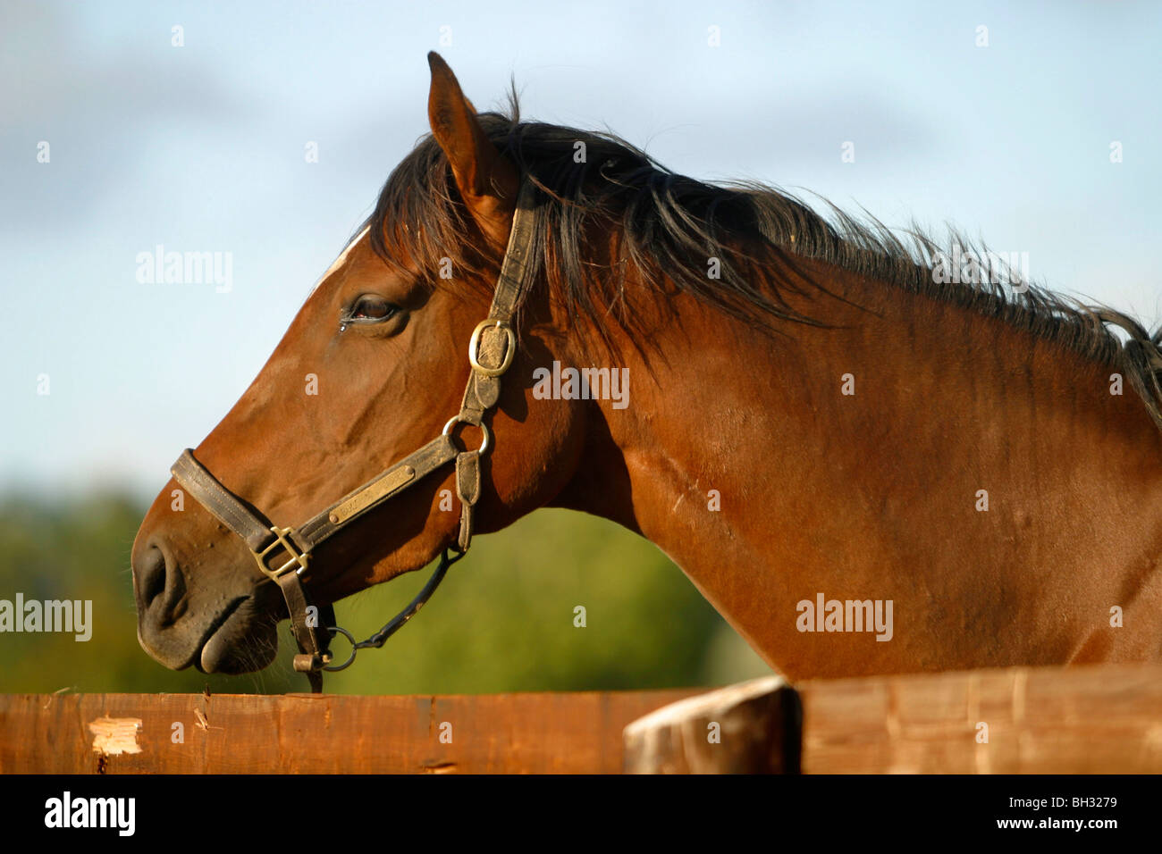 Orne close up of french saddle horse at the stud farm hi-res stock ...