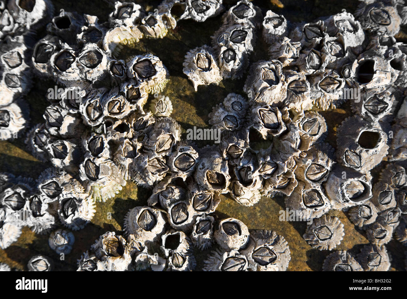 Close up barnacles hi-res stock photography and images - Alamy