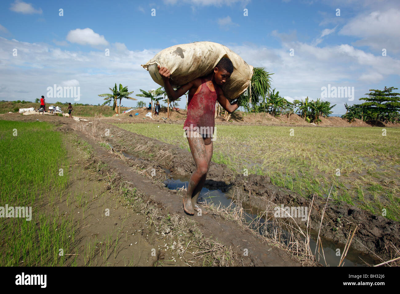 An immigrant Haitian worker carries rice for planting in the rice paddy ...