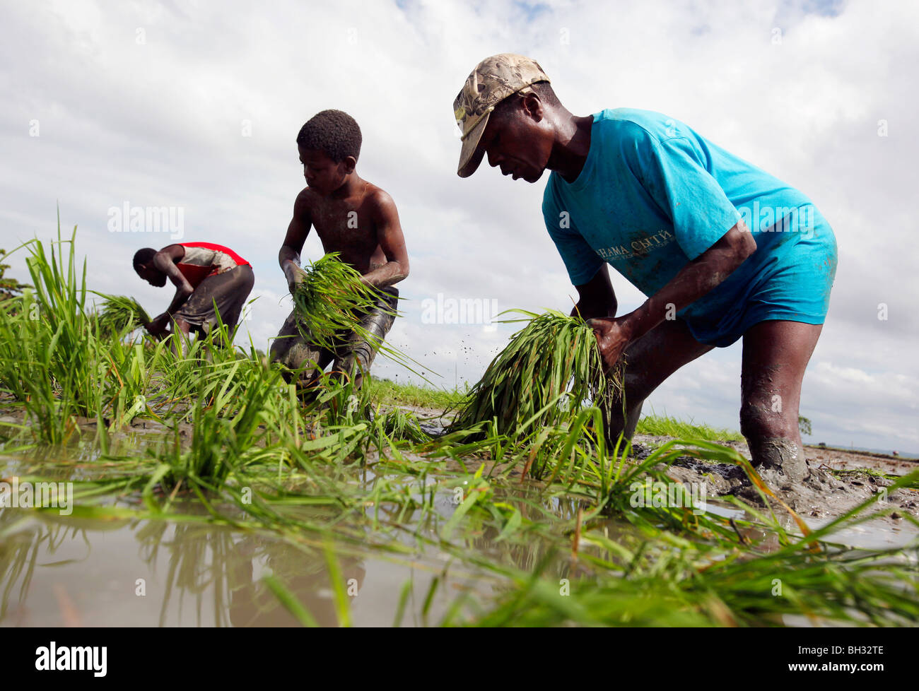 An immigrant Haitian father and his sons plant rice in a paddy ...