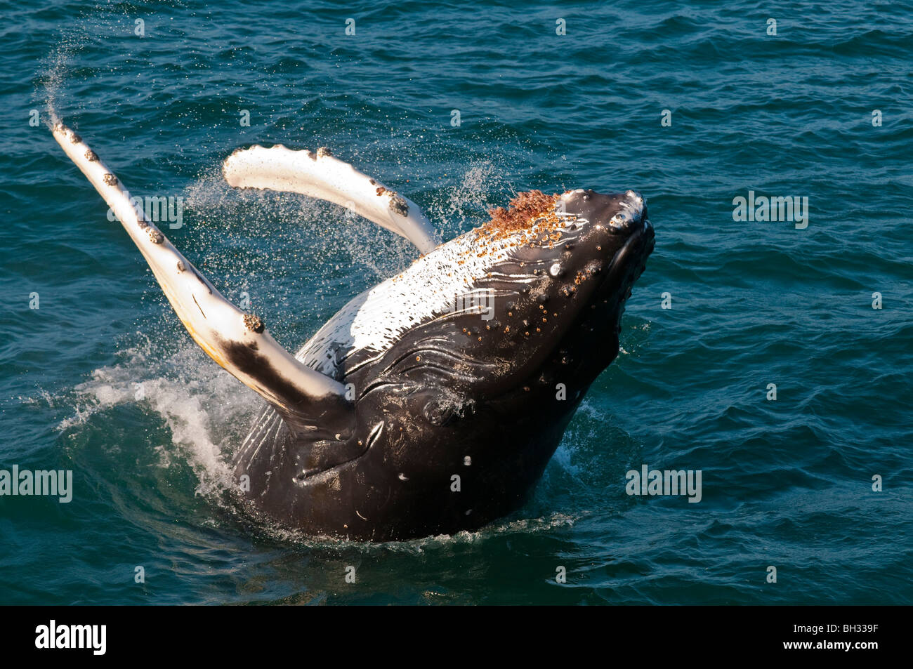 A young humpback whale Megaptera novaeangliae breaching showing it's ...
