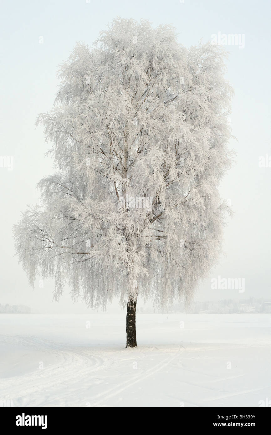A frosty December tree Stock Photo - Alamy