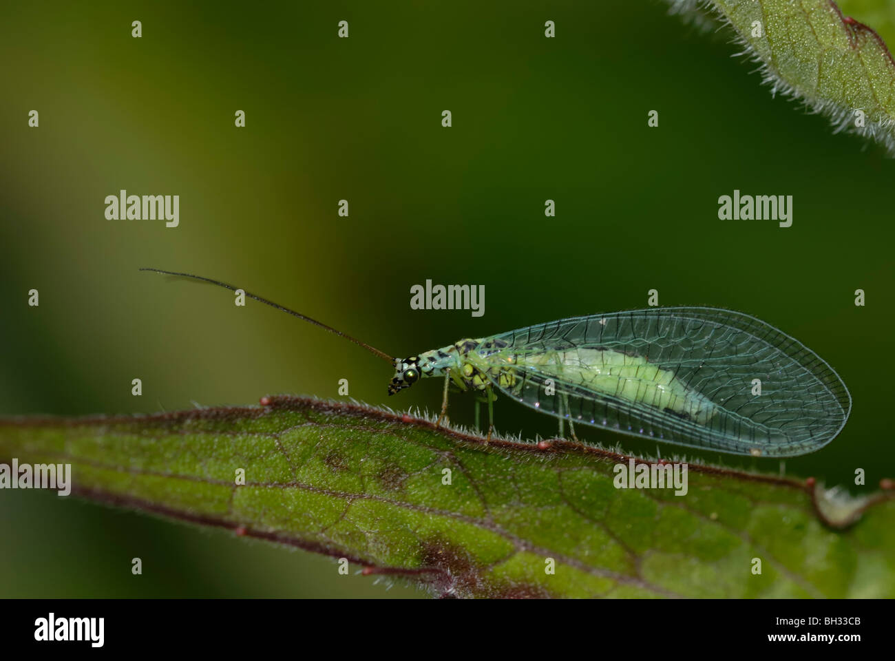 British lacewing hi-res stock photography and images - Alamy