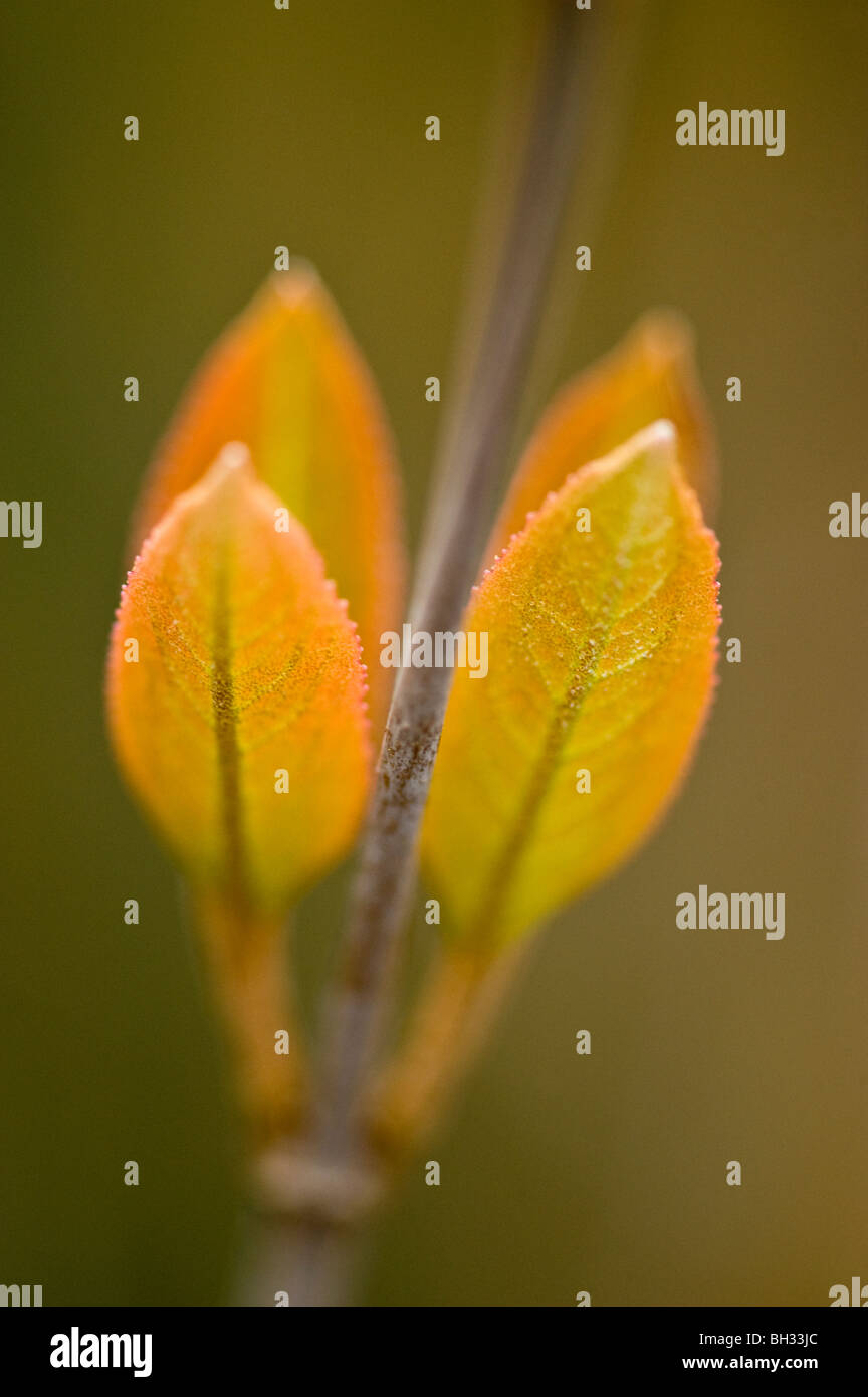Northern wild raisin (Viburnum casssinoides) Emerging leaves and buds ...