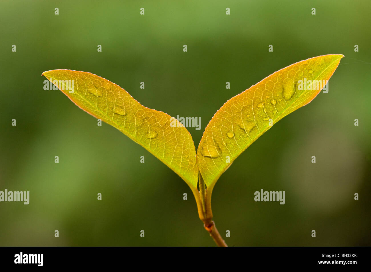 Northern wild raisin (Viburnum casssinoides) Emerging leaves and buds ...