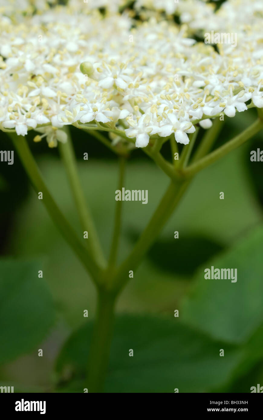 Elder tree hi-res stock photography and images - Alamy