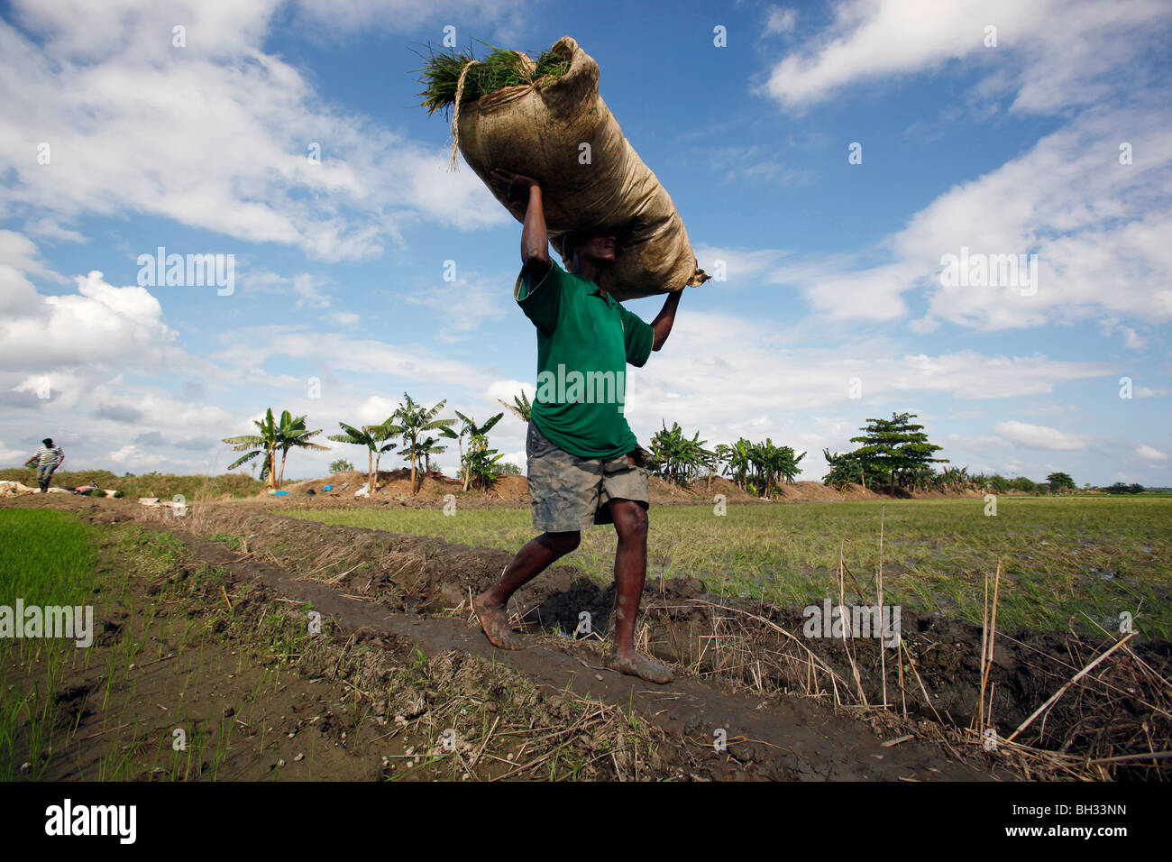 An immigrant Haitian worker carries rice for planting in the rice paddy ...