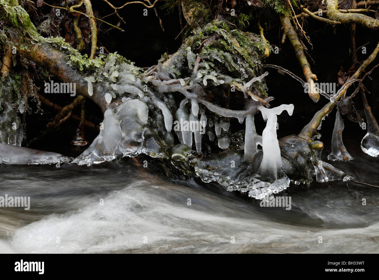 Natural ice formations on river bank roots, Wales Stock Photo - Alamy