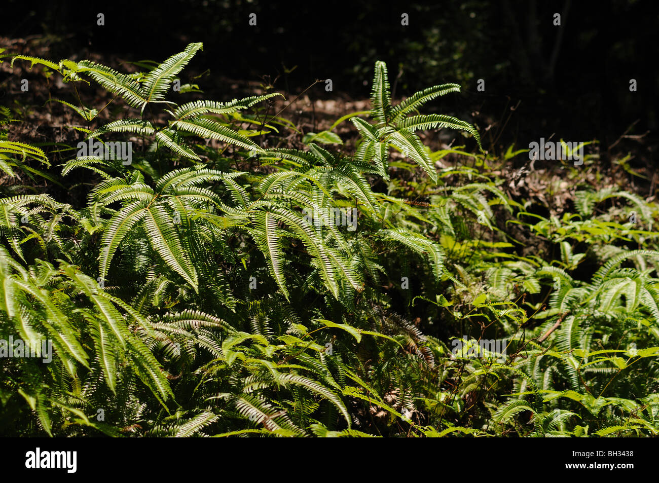 Ferns. Itsukushima (Miyajima) Island. Hiroshima Prefecture. Japan Stock ...