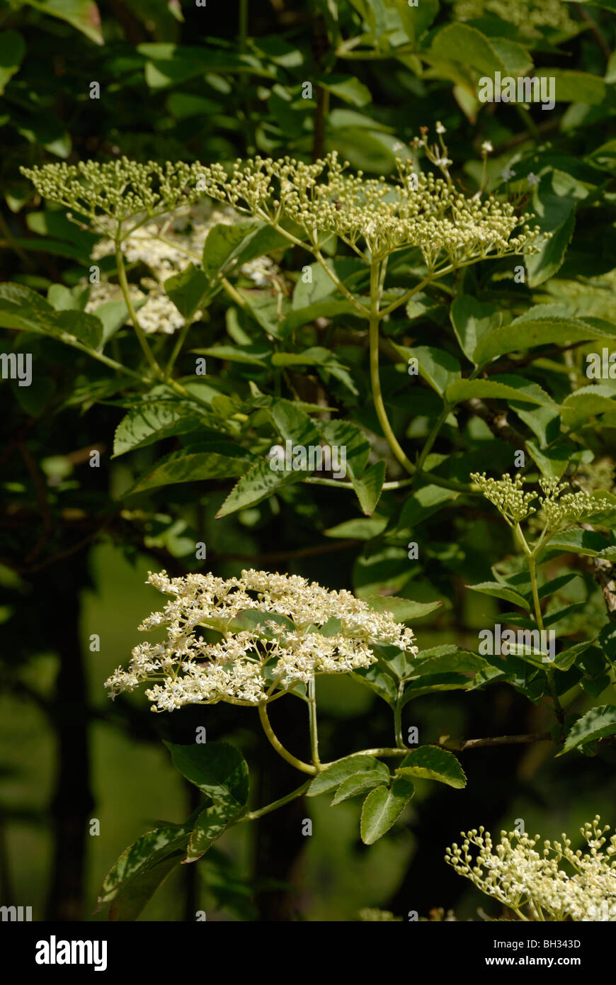 Elder tree hi-res stock photography and images - Alamy