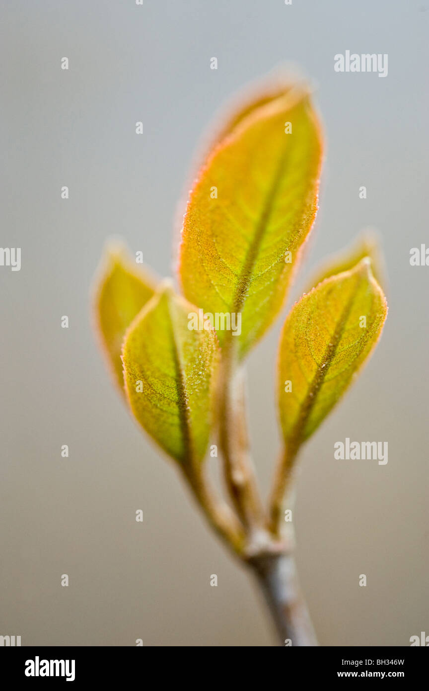 Northern wild raisin (Viburnum casssinoides) Emerging leaves and buds ...