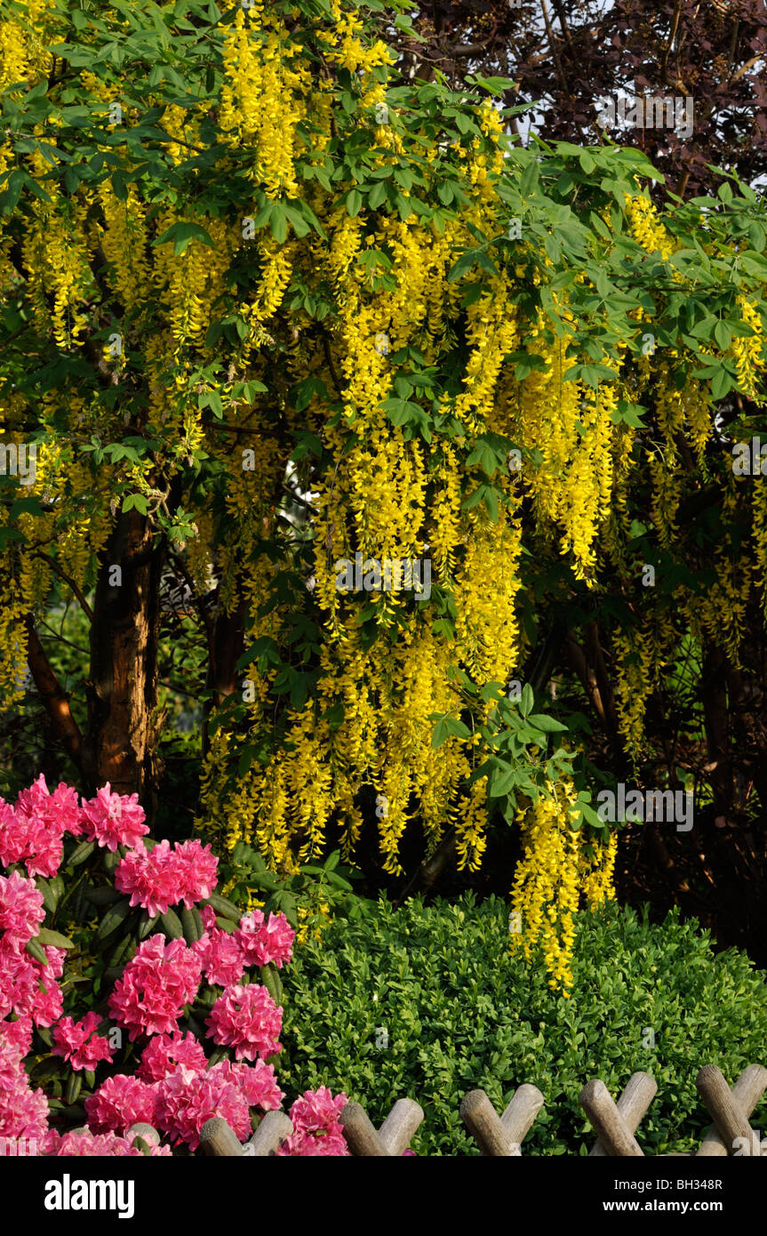 Common laburnum (Laburnum anagyroides Stock Photo - Alamy