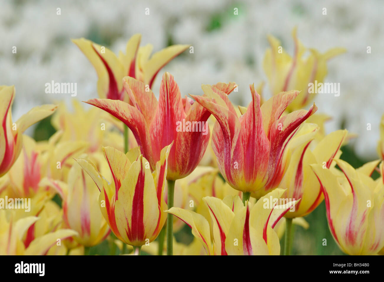 Lisa hi-res stock photography and images - Alamy