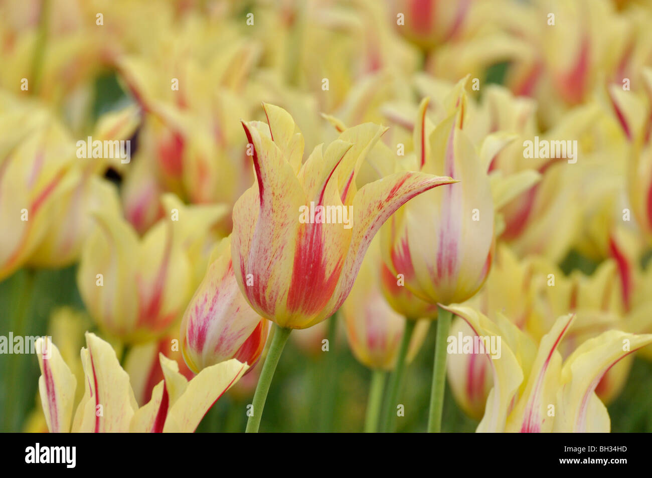 Lisa where hi-res stock photography and images - Alamy