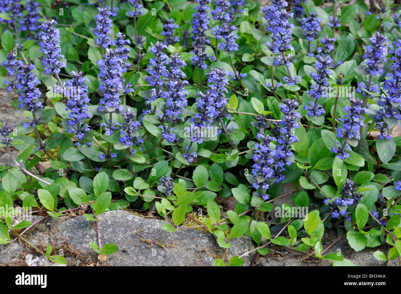 View Picture Of Ajuga Bugleweed Carpet Bugle 39burgundy PlantFiles