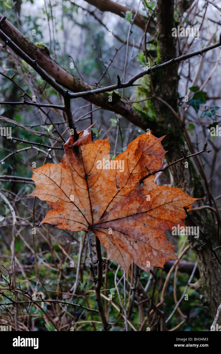 Skeletal leaf hi-res stock photography and images - Alamy
