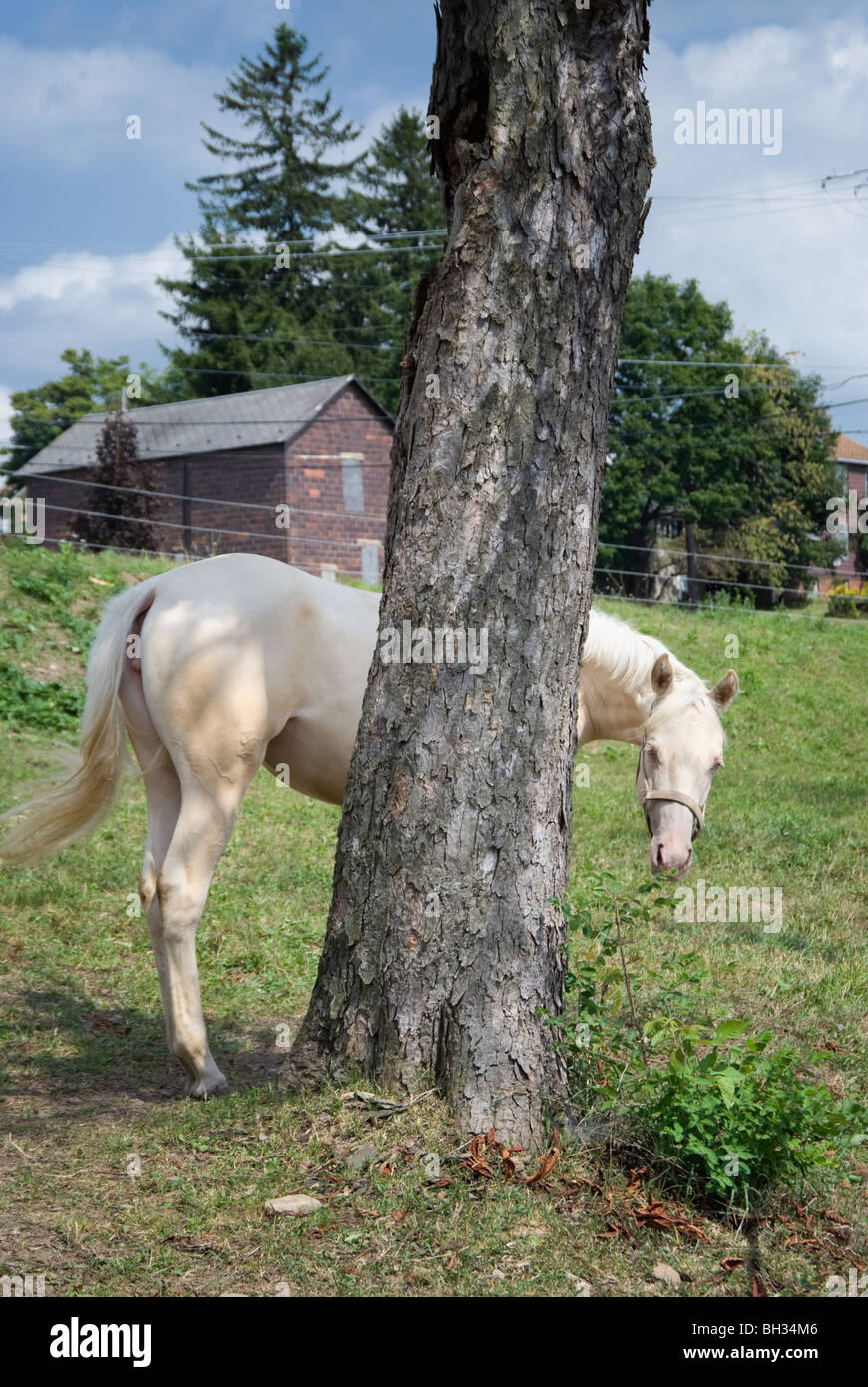 Horseplay hi-res stock photography and images - Alamy