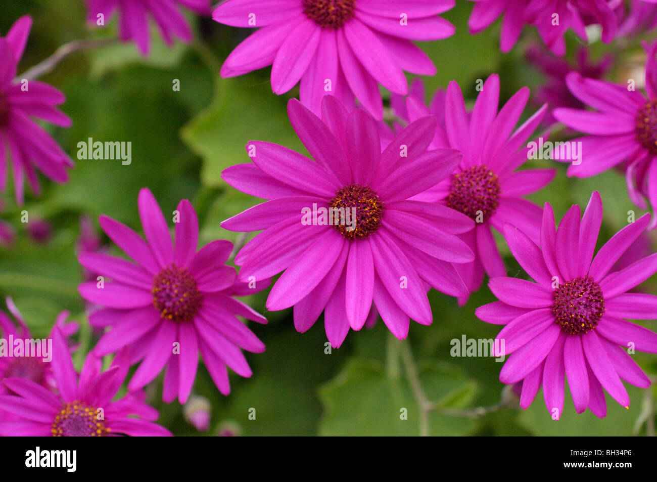 Cineraria (Pericallis Senetti Magenta Stock Photo - Alamy
