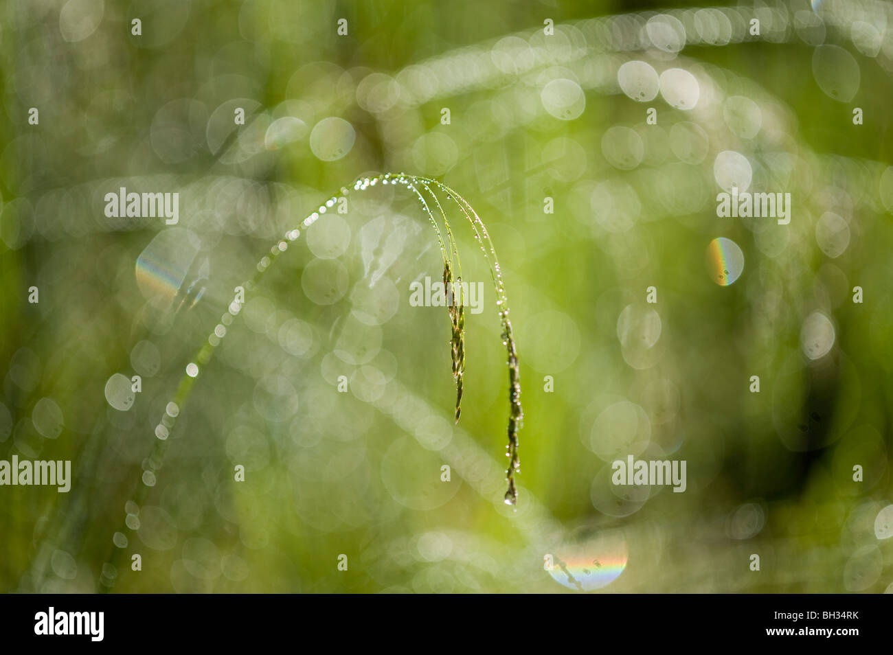 Drooping flowers hi-res stock photography and images - Alamy